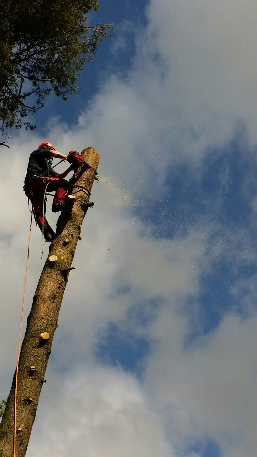 Forestry & tree surgery in Edinburgh and Midlothian
