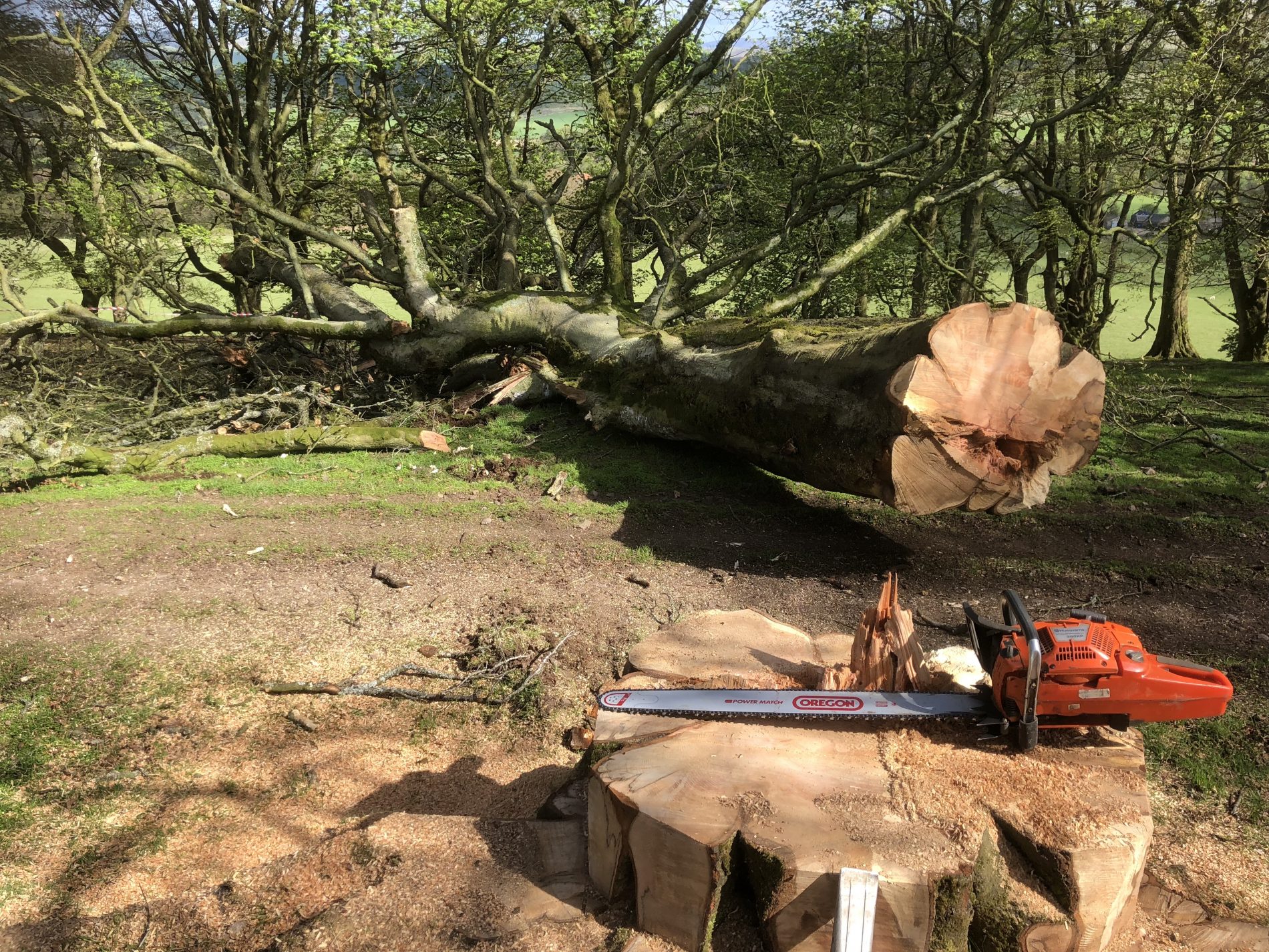 Forestry & tree surgery in Edinburgh and Midlothian