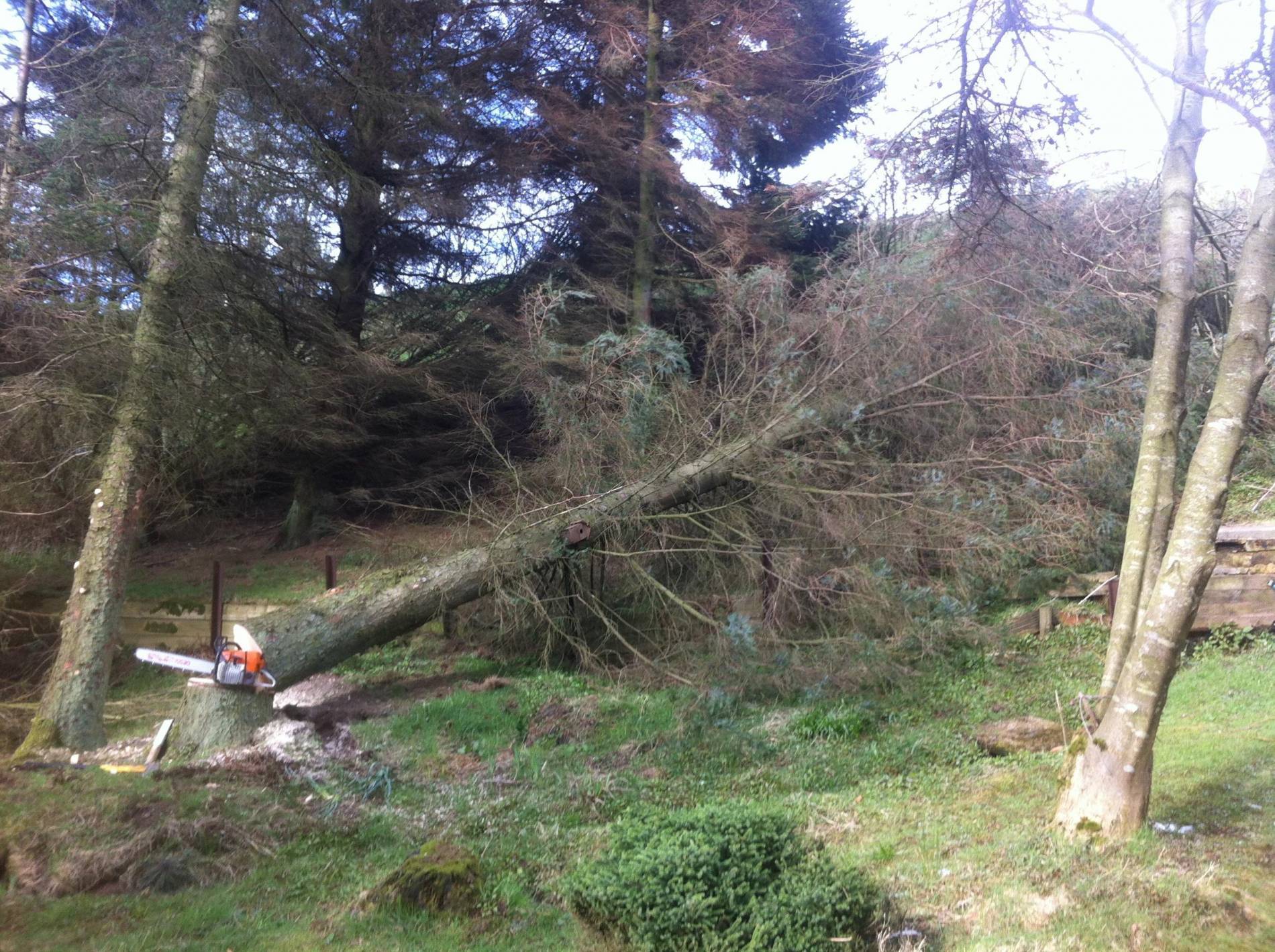 Forestry & tree surgery in Edinburgh and Midlothian